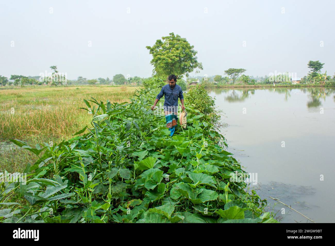 Bangladeshi farmers growing vegetables near a stream. Khulna ...
