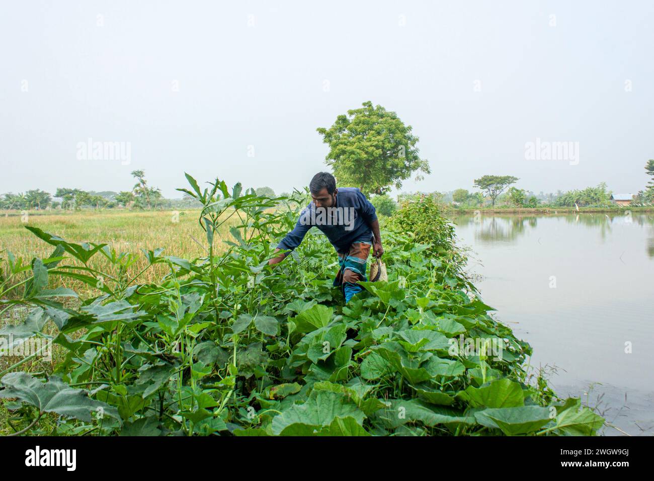 Bangladeshi farmers growing vegetables near a stream. Khulna ...
