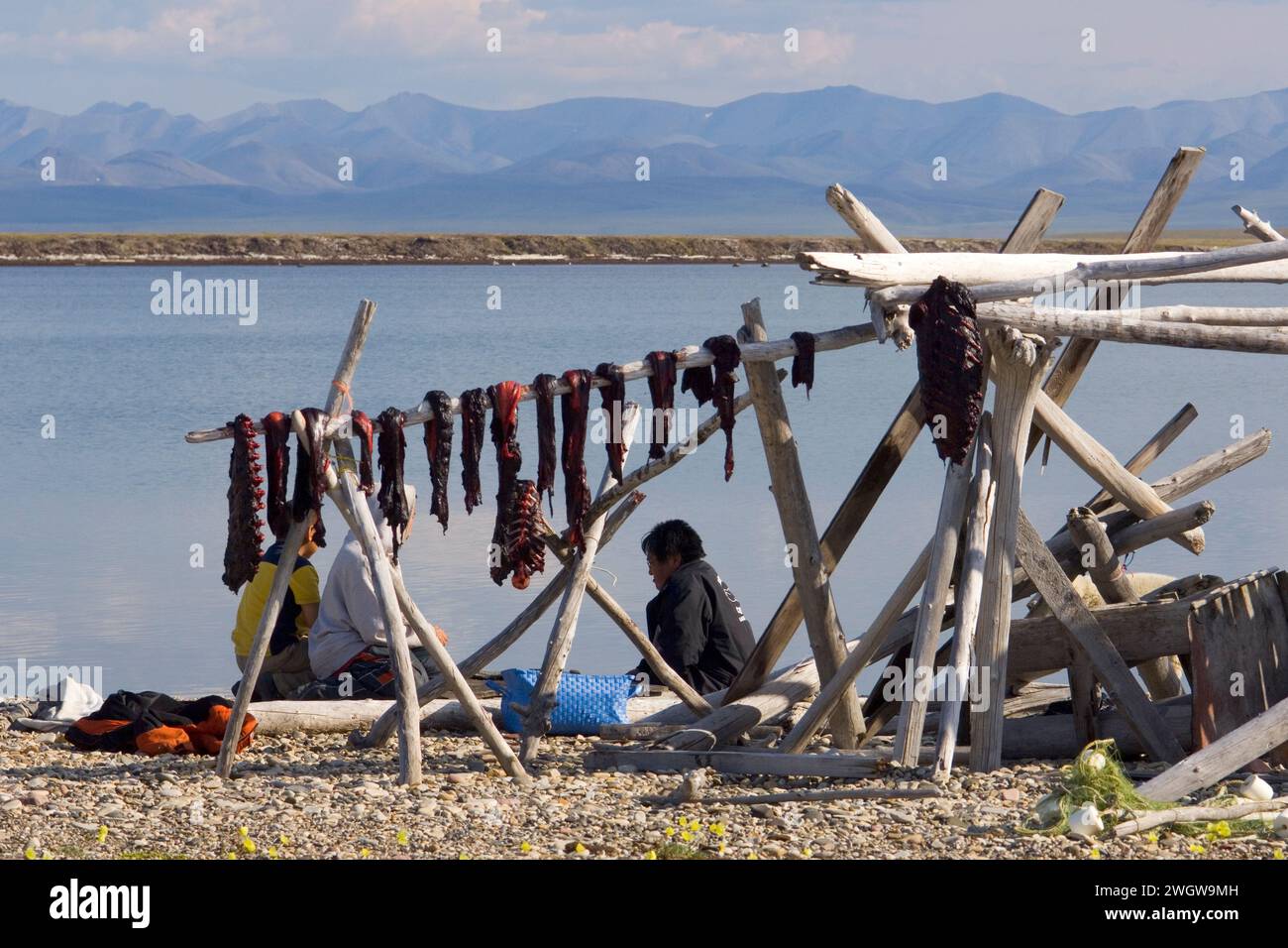 Drying Bearded seall meat at camp on a sandspit along Demarcation bay ...