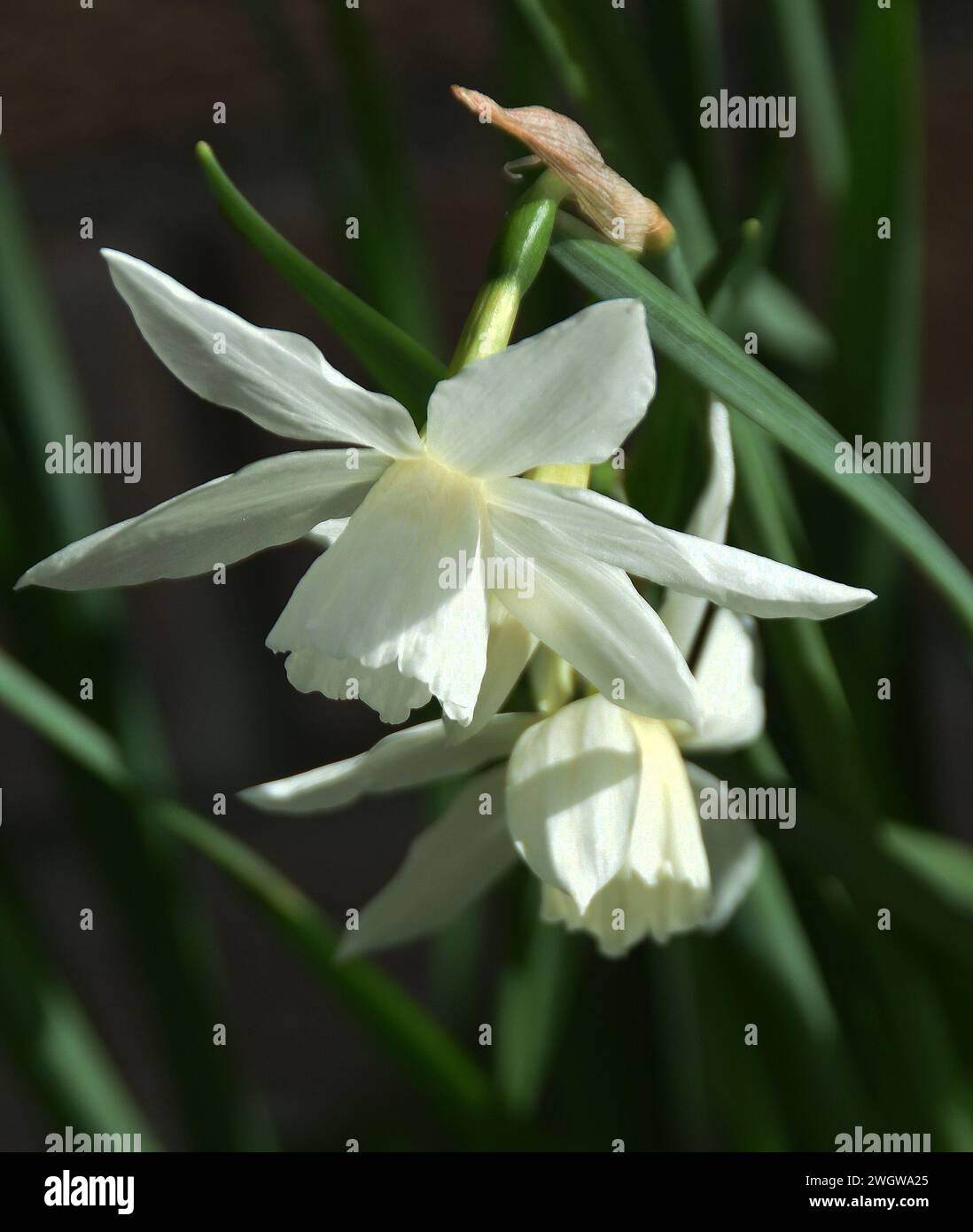 White flowers narcissus thalia hi-res stock photography and images - Alamy