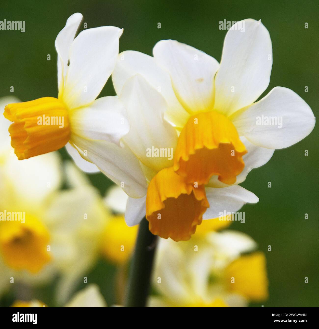 Swept back outer petals hi-res stock photography and images - Alamy