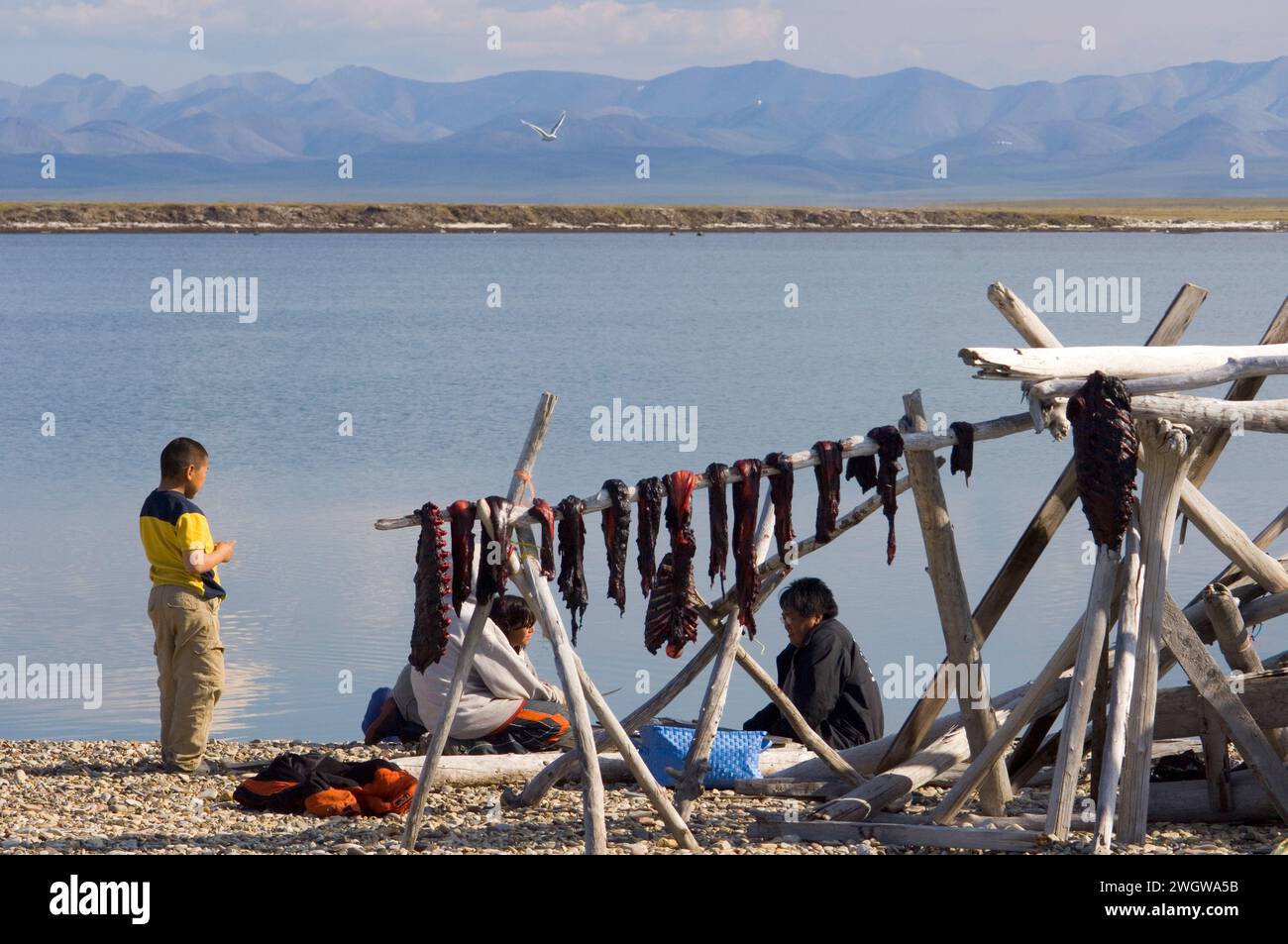 Drying Bearded seall meat at camp on a sandspit along Demarcation bay ...