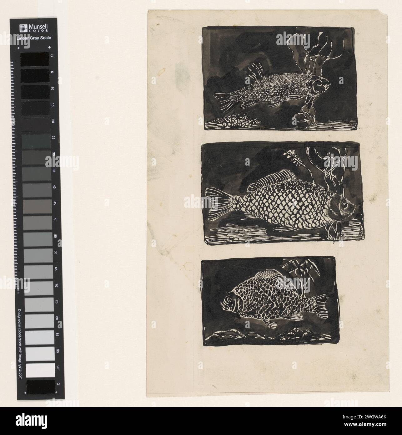 Three fish, Jan Mankes, 1899 - 1920 drawing A tench, a farmer's carp ...