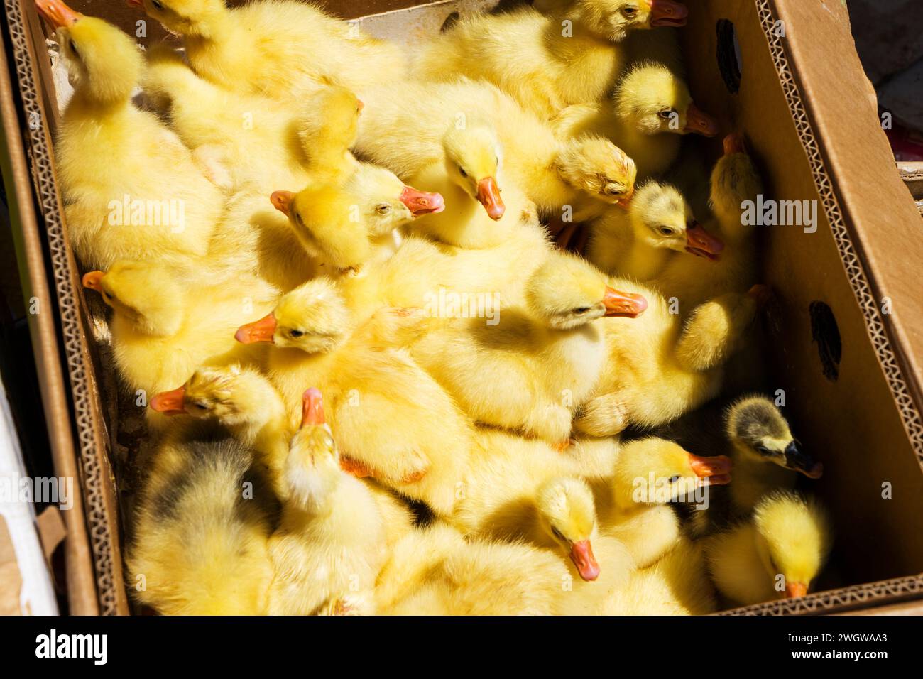 little ducklings, geese, chickens crowd gathered in cages. Young ducks, geese and chickens at ...