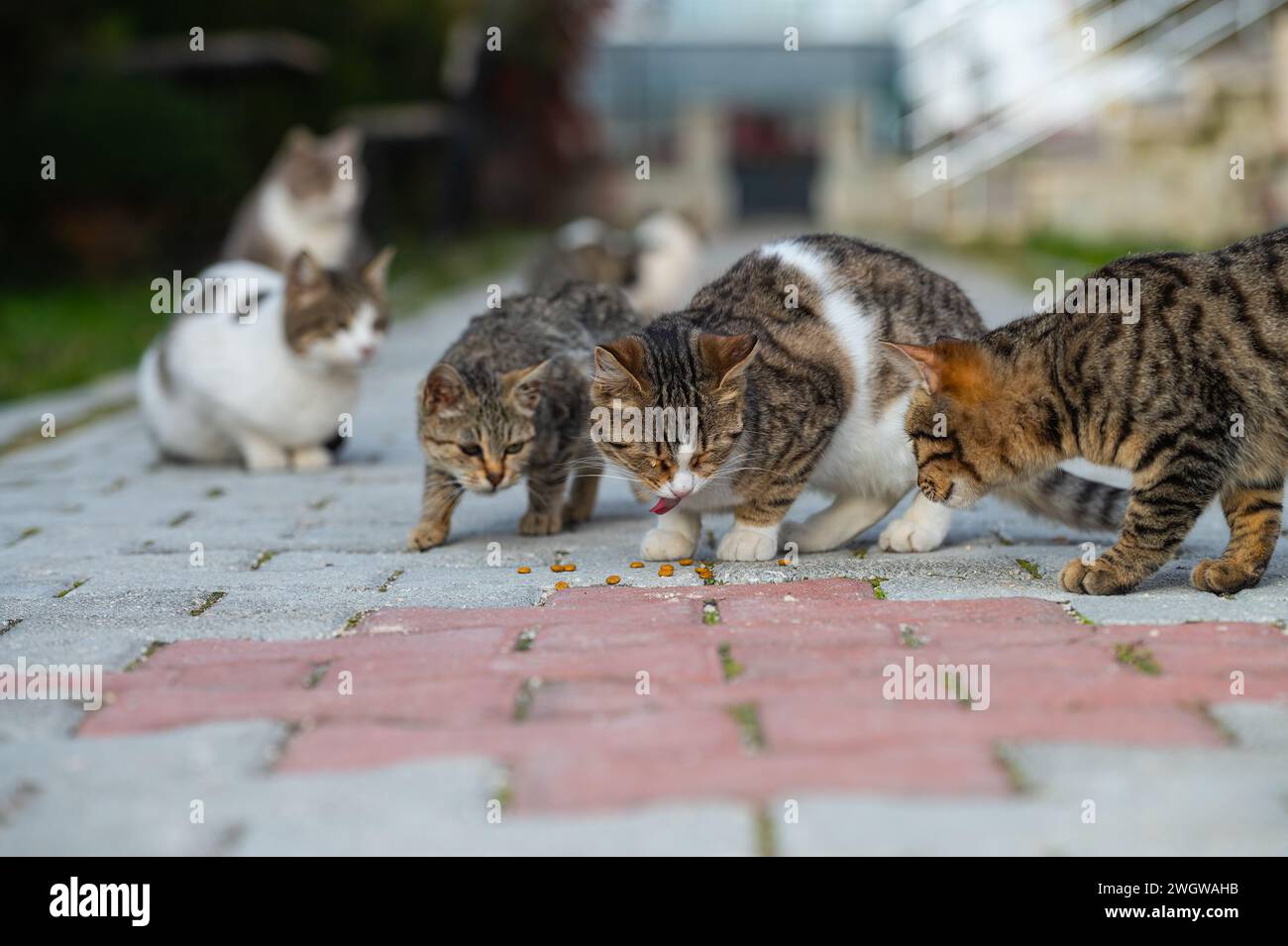 Stray cats are eating the food on the ground Stock Photo - Alamy