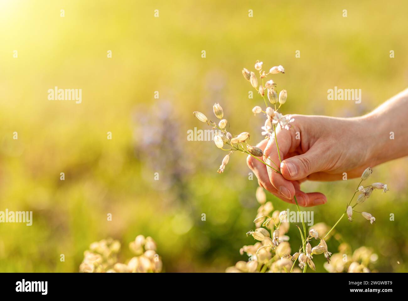 Hand picking summer wildflower, herbal plant, flowers, blooms in nature ...