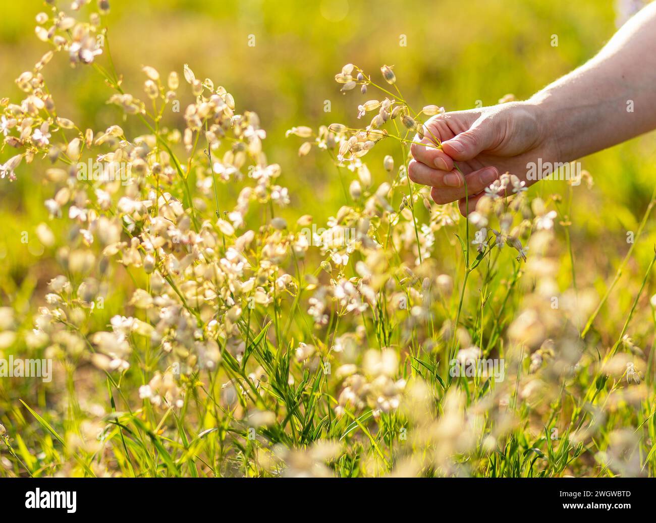 Hand collecting summer wild field flowers in nature, meadow Stock Photo ...