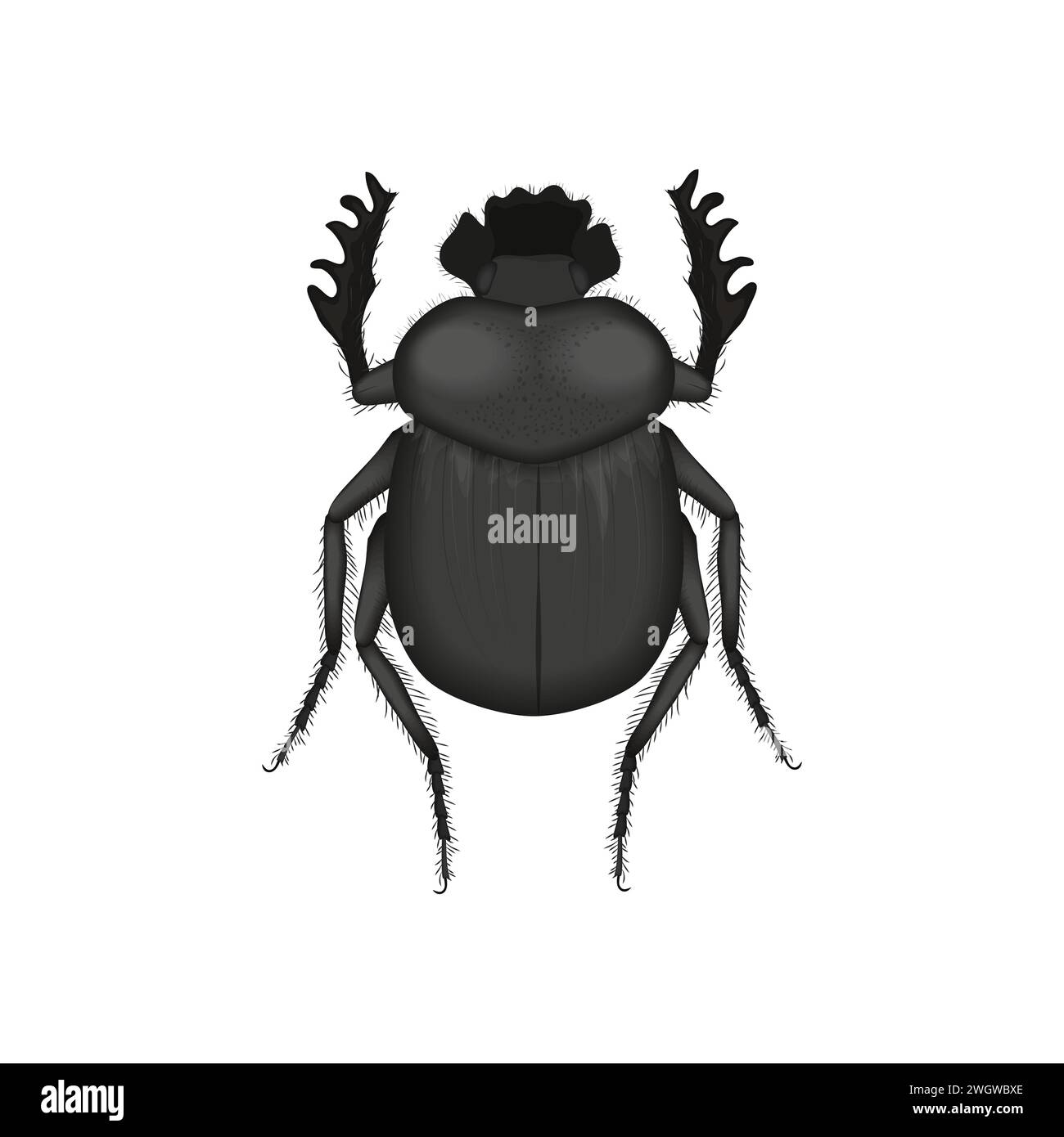 Scarab, top view of crawly black dung beetle, Scarabaeus ambiguus bug ...