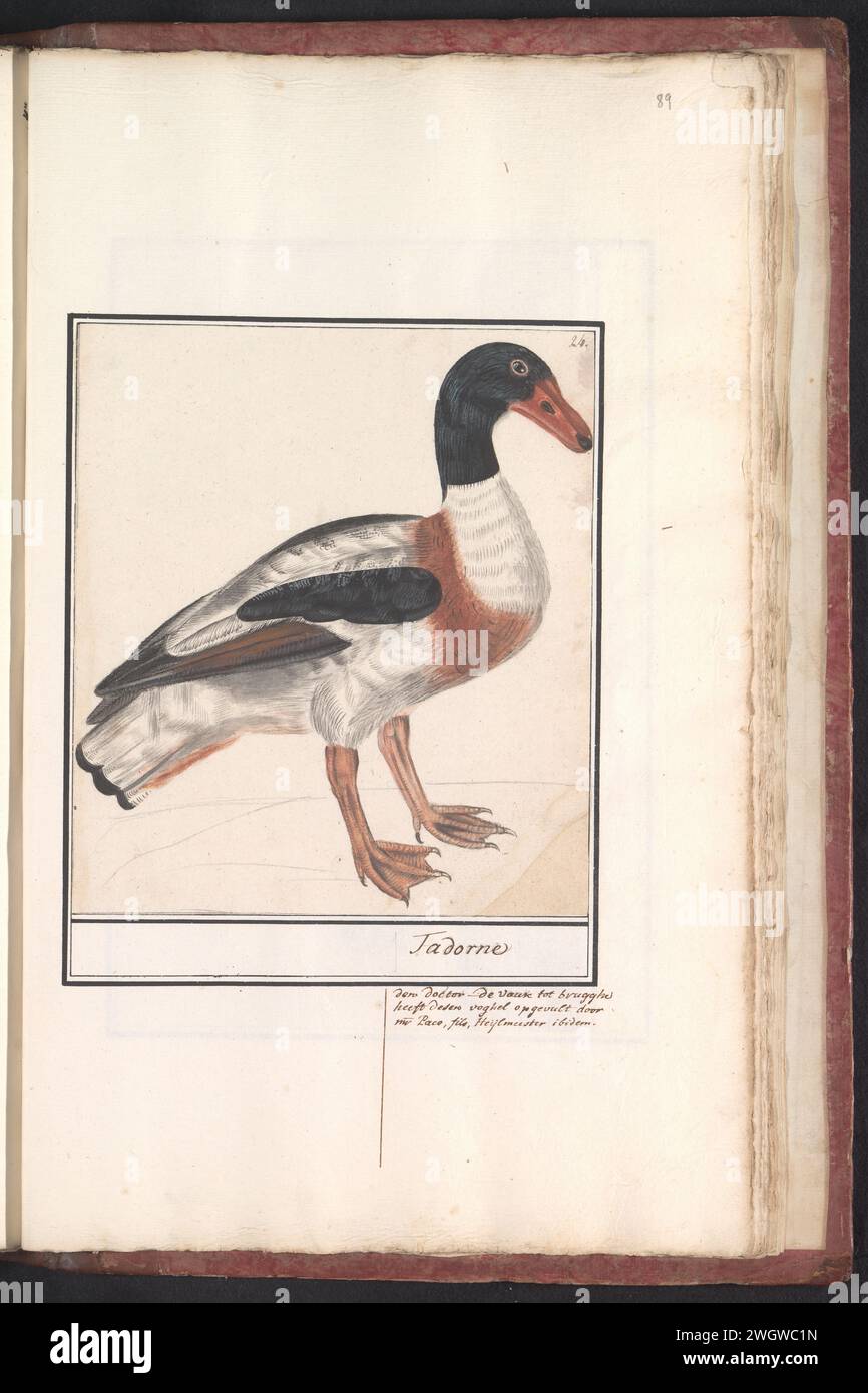 Bergenendeend (Tadorna Tadorna), Anselmus Boëtius de Boodt, 1596 - 1610 ...