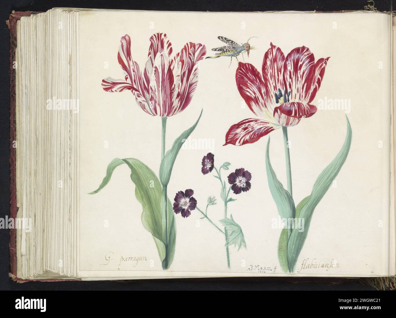 Two tulips with stork and insect, Jacob Marrel, 1639 drawing The ...