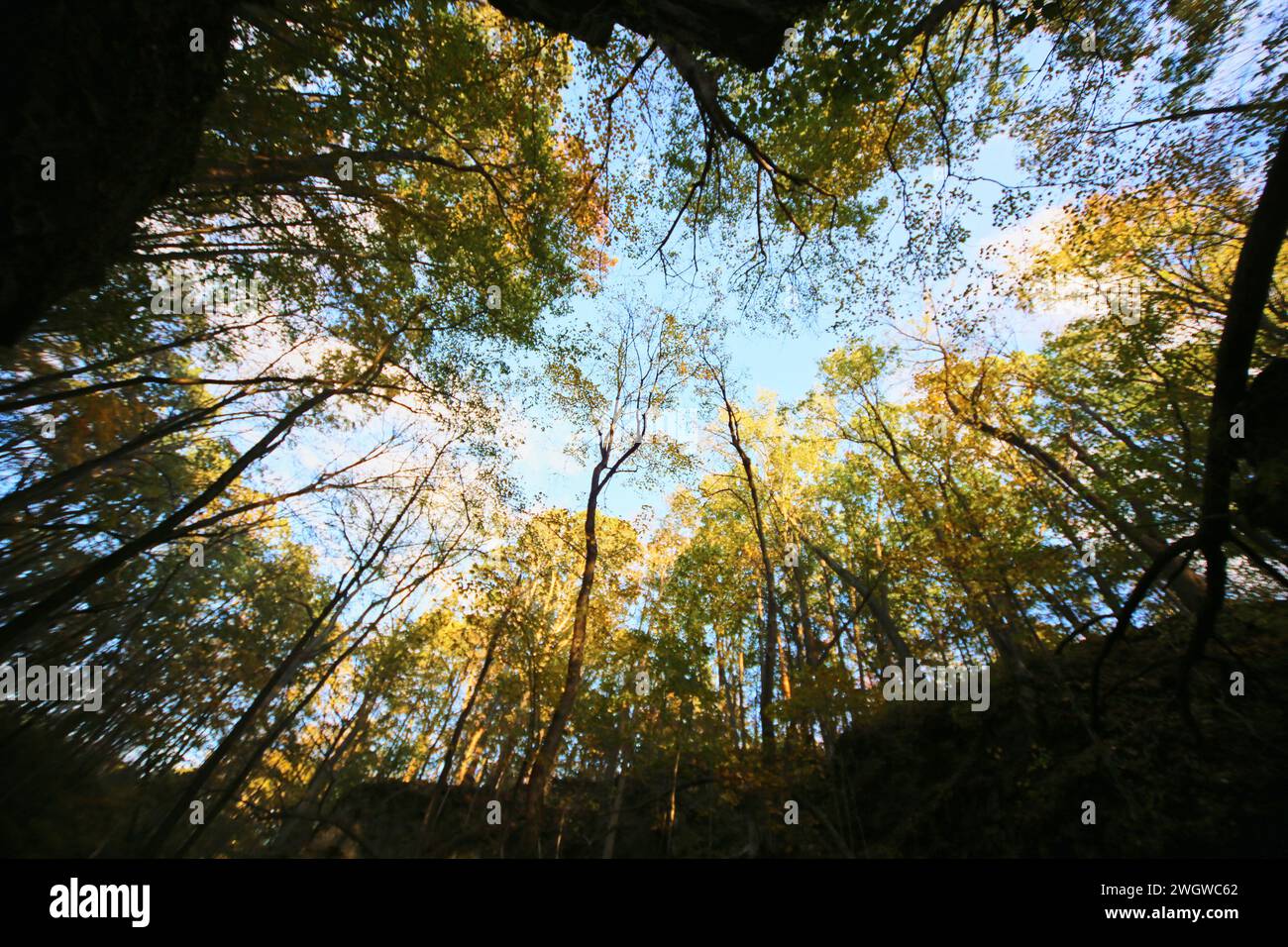 Sun-Dappled Forest Canopy in Early Autumn - Upward Perspective Stock ...