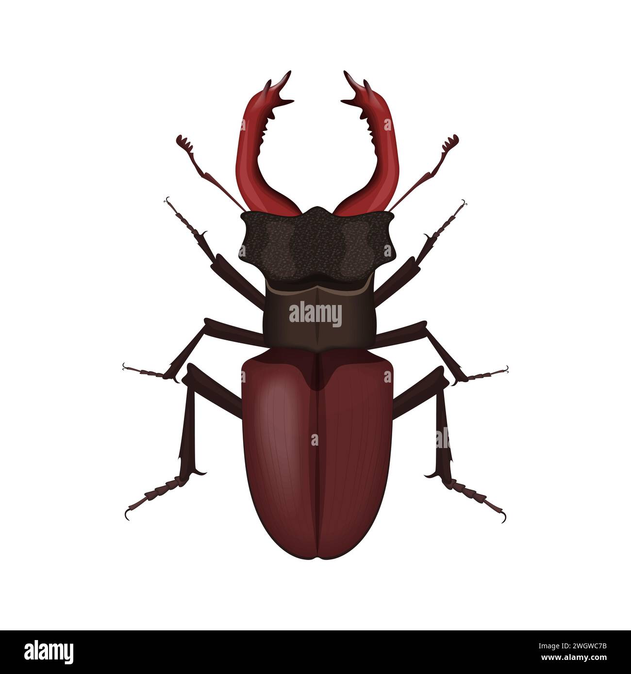 Stag beetle illustration hi-res stock photography and images - Alamy