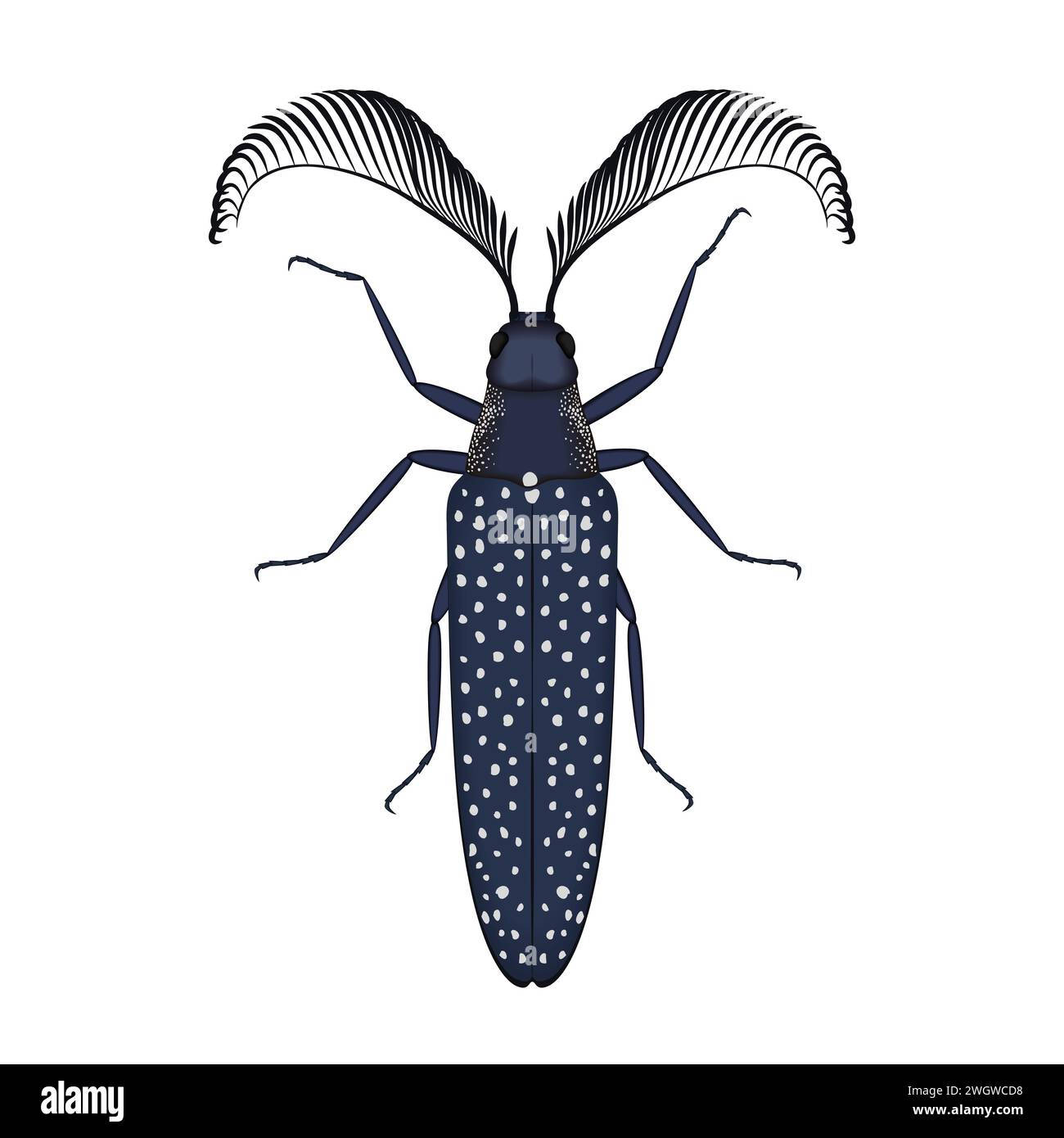 Beetle with antennae and texture on wings, top view of bug and insect ...