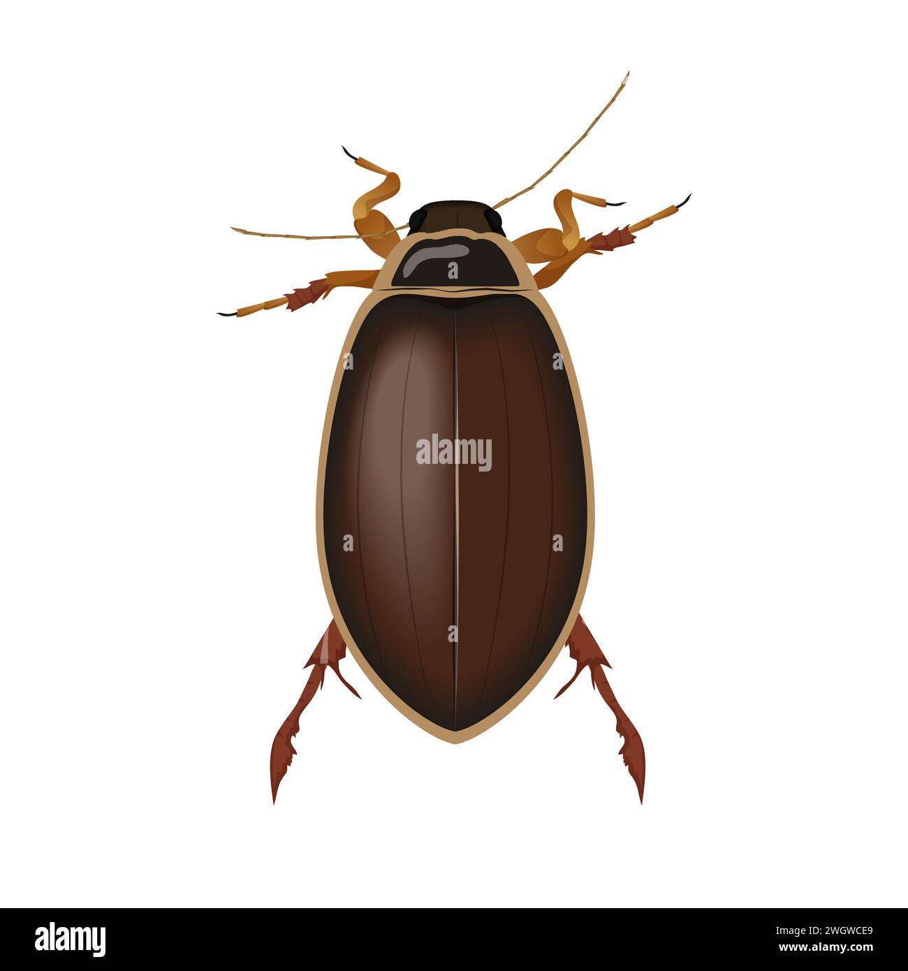 Brown beetle, top view of bug with antennae and legs, insect pest ...