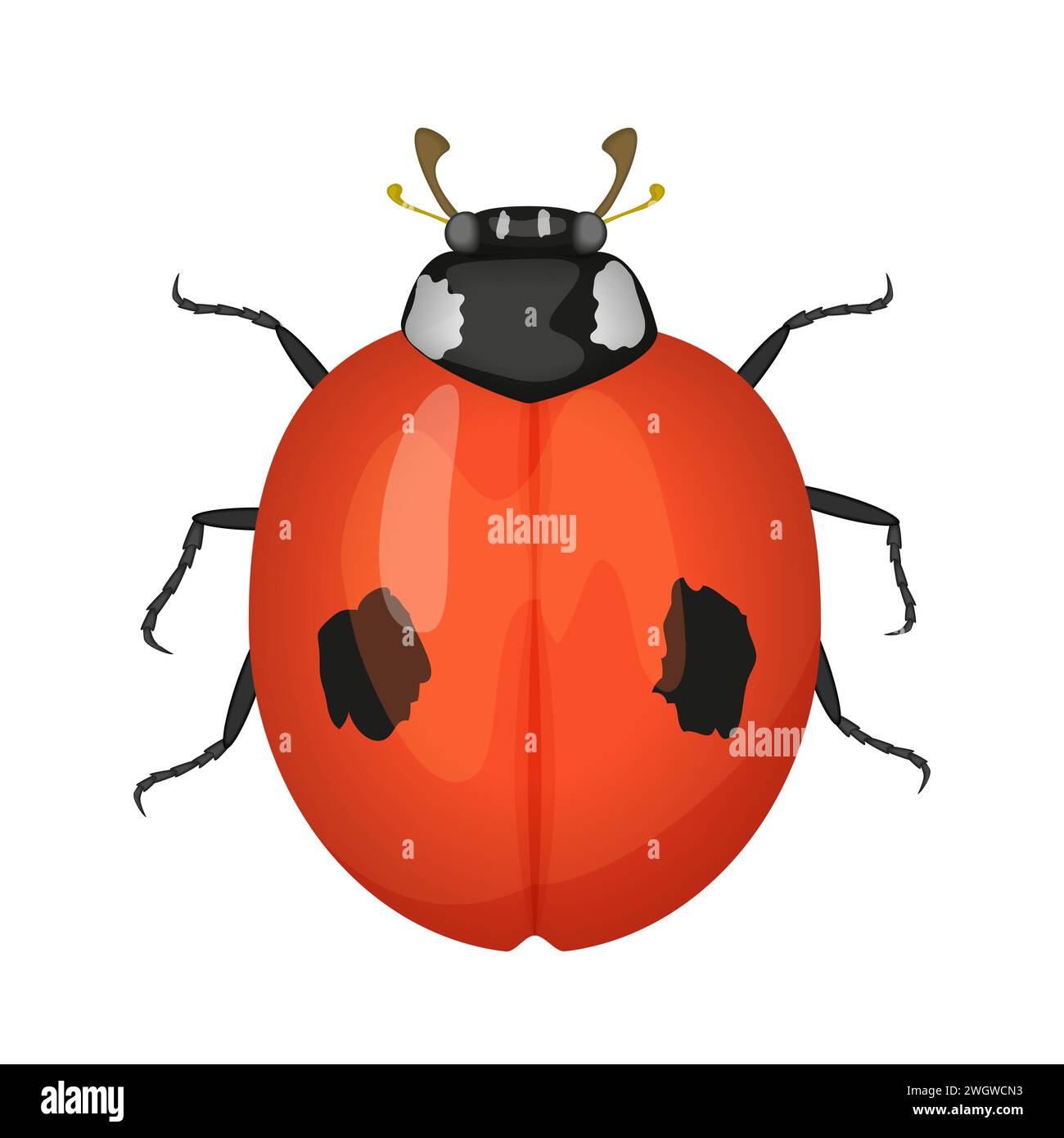 Ladybug, top view of ladybird beetle with black dots on red wings ...