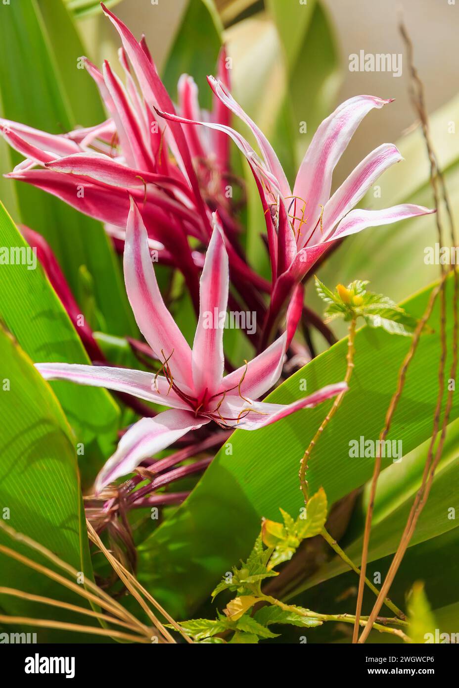 Crinum asiaticum hi-res stock photography and images - Alamy