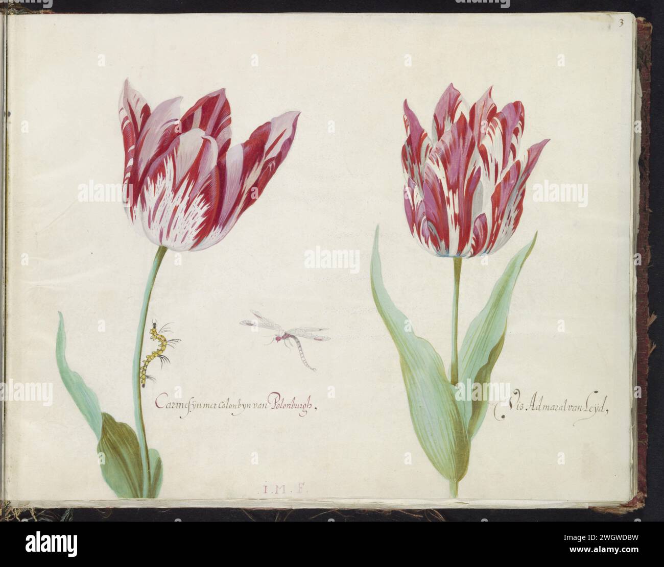 Two Tulips with RUPS AND WATERJUFFER, Jacob Marrel, 1637 drawing The ...