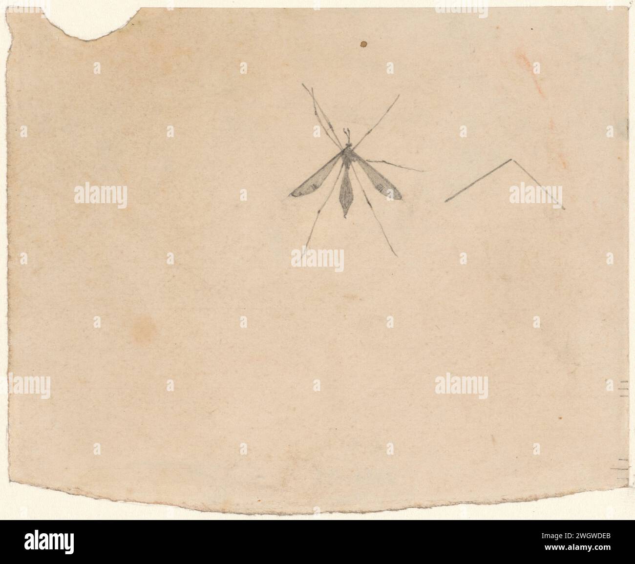 Langpootmug, Theo Nieuwenhuis, 1876 - 1951 drawing paper. pencil ...