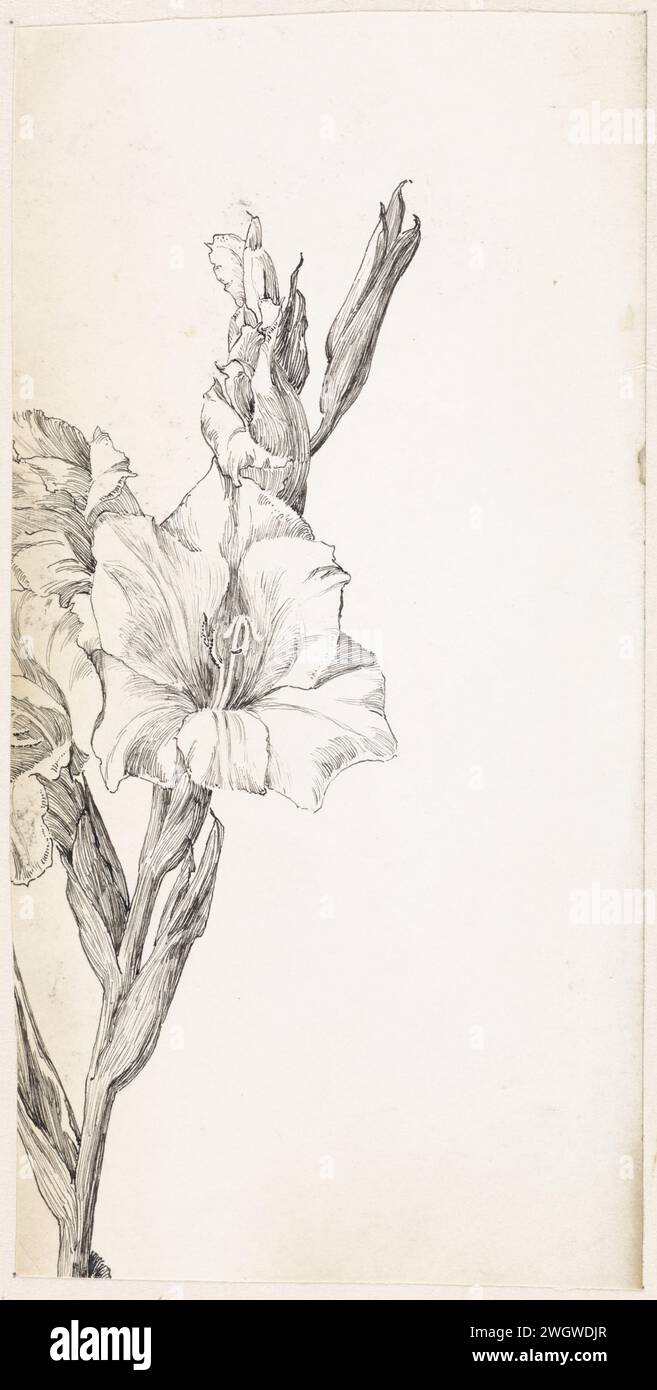 Gladiol, Julie de Graag, 1887 - 1924 drawing paper. ink pen flowers: gladiolus Stock Photo - Alamy