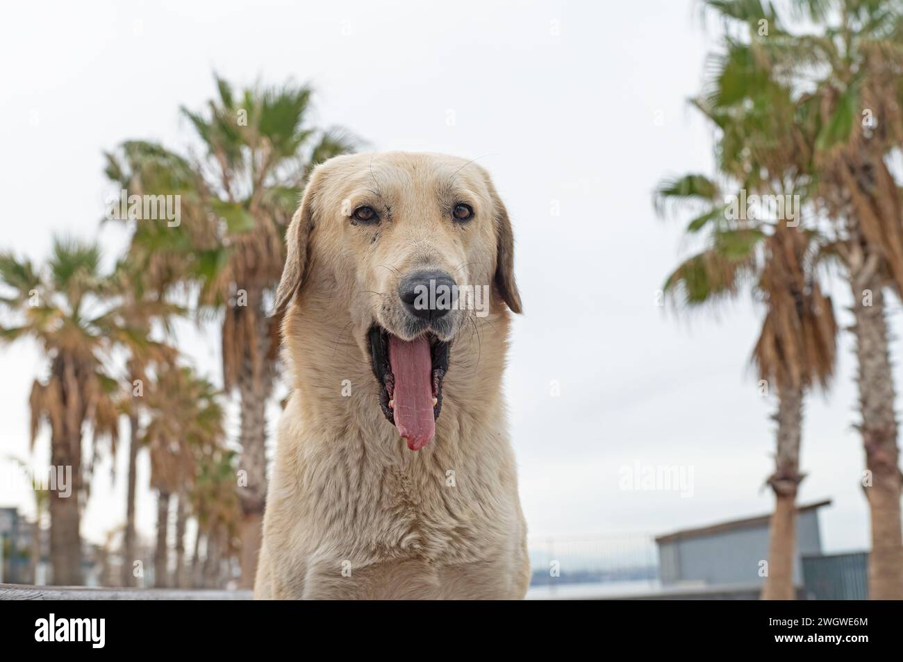 Dog palm trees hi-res stock photography and images - Alamy