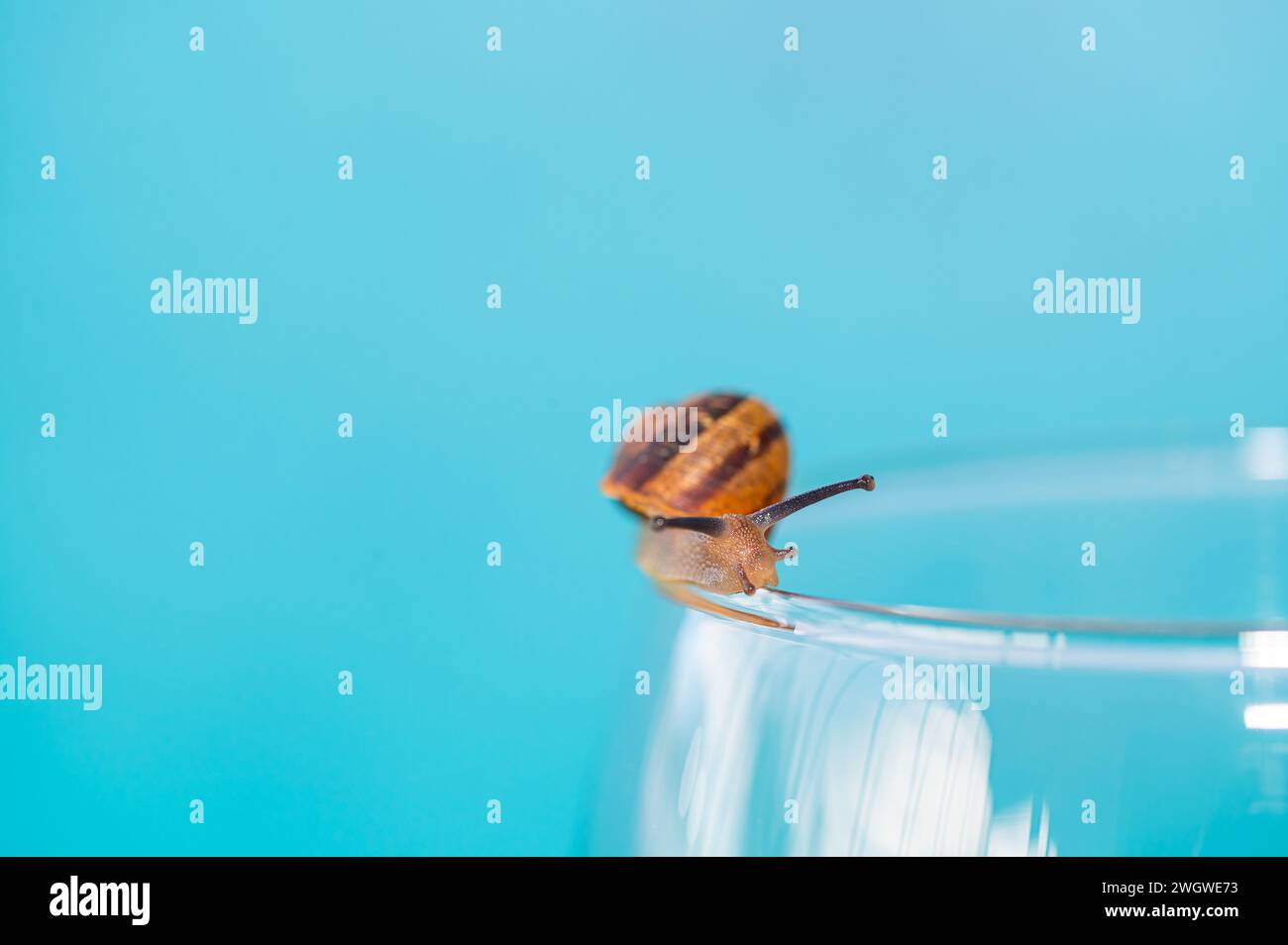 Burgundy snail helix pomatia on the move hi-res stock photography and ...
