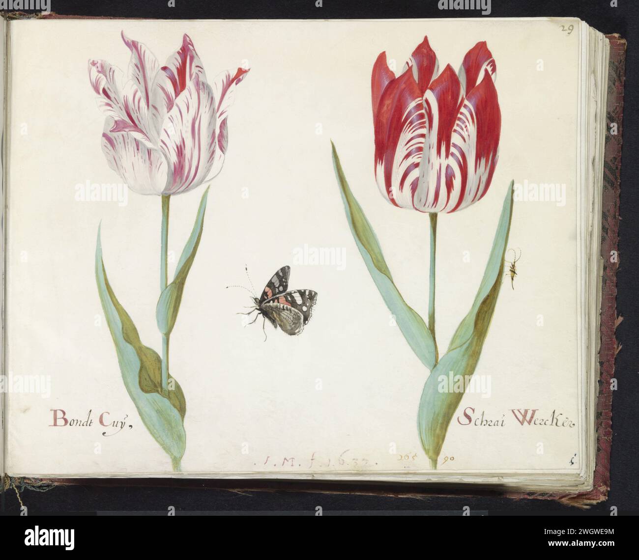Two tulips with Atalanta and Krekel, Jacob Marrel, 1637 drawing The ...