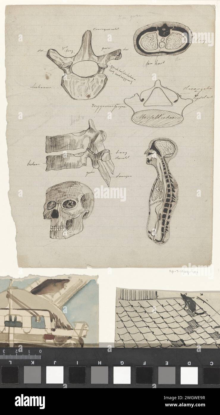 Lion anatomy drawing hi-res stock photography and images - Alamy