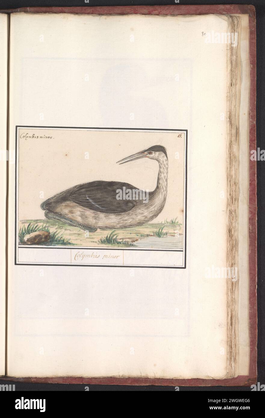Fuut (Crested), Boëtius de Boodt, 1596 - 1610 drawing Grebe. Numbered ...