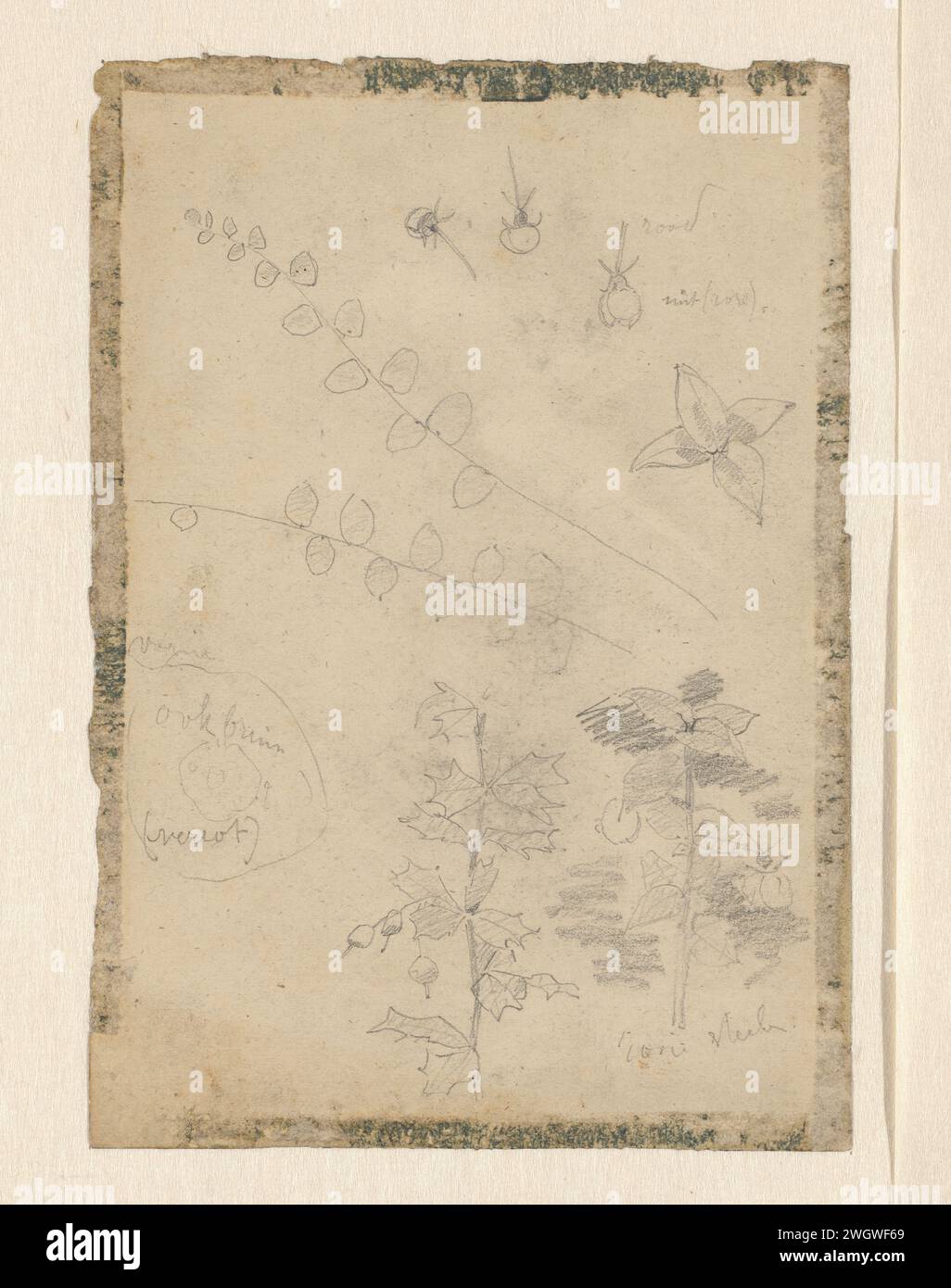 Studies of Plants and Fruits, Theo Nieuwenhuis, 1876 - 1951 drawing ...