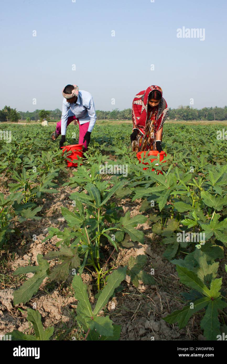 Bangladeshi vegetable cultivation hi-res stock photography and images ...