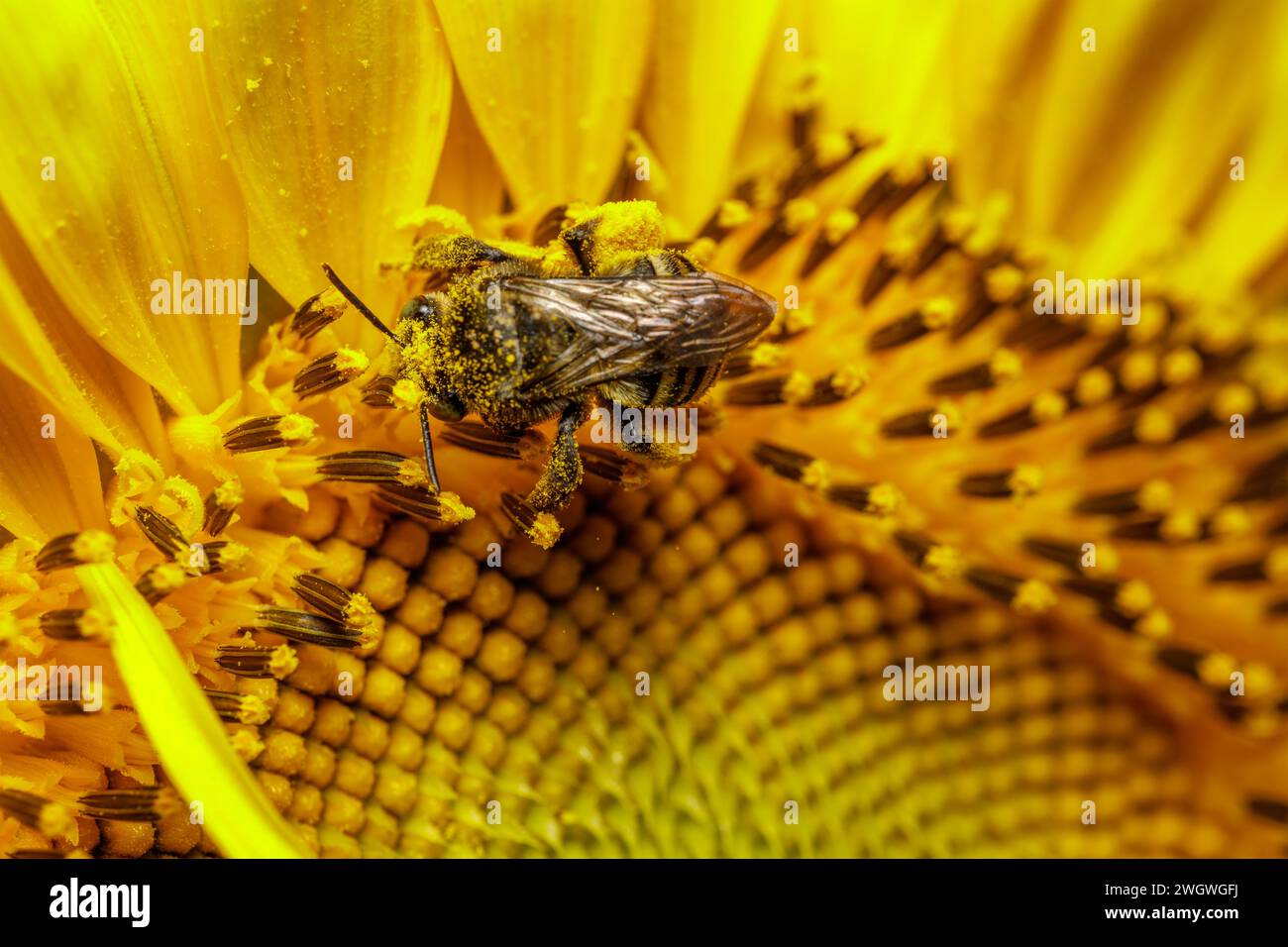 Bee pollen sunflower flying hi-res stock photography and images - Alamy