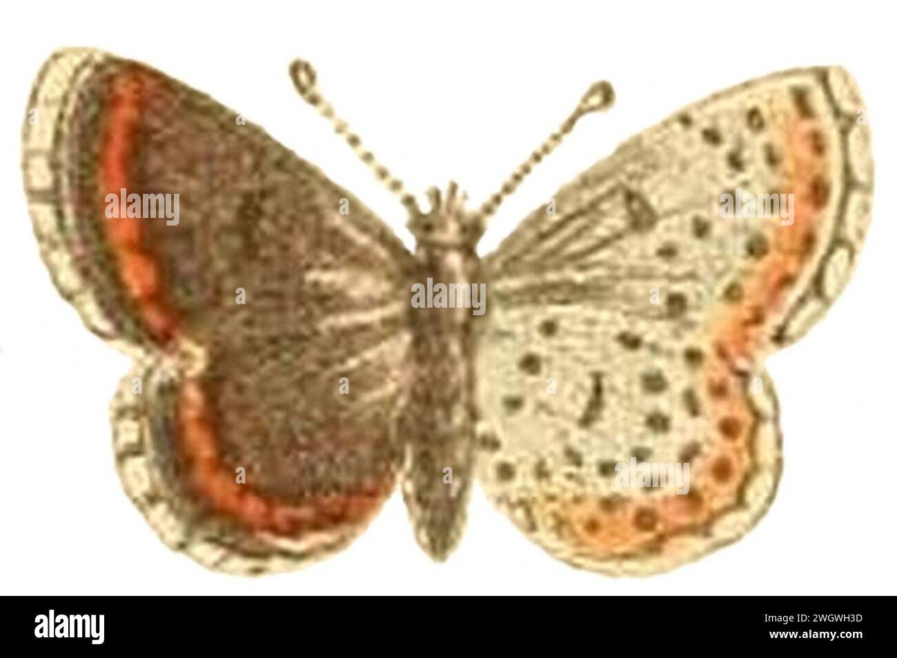 Aricia Cut Out Stock Images & Pictures - Alamy