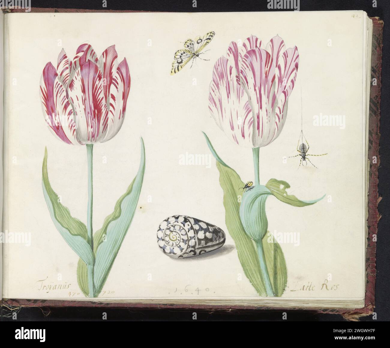 Two tulips with shell, butterfly, spider and ladybug, Jacob Marrel ...