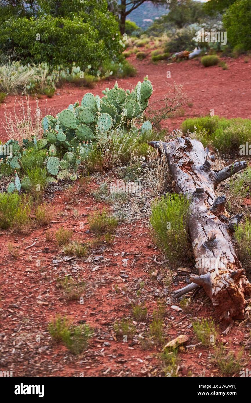 Sedona Desert Trail with Prickly Pear Cacti and Fallen Log Stock Photo ...
