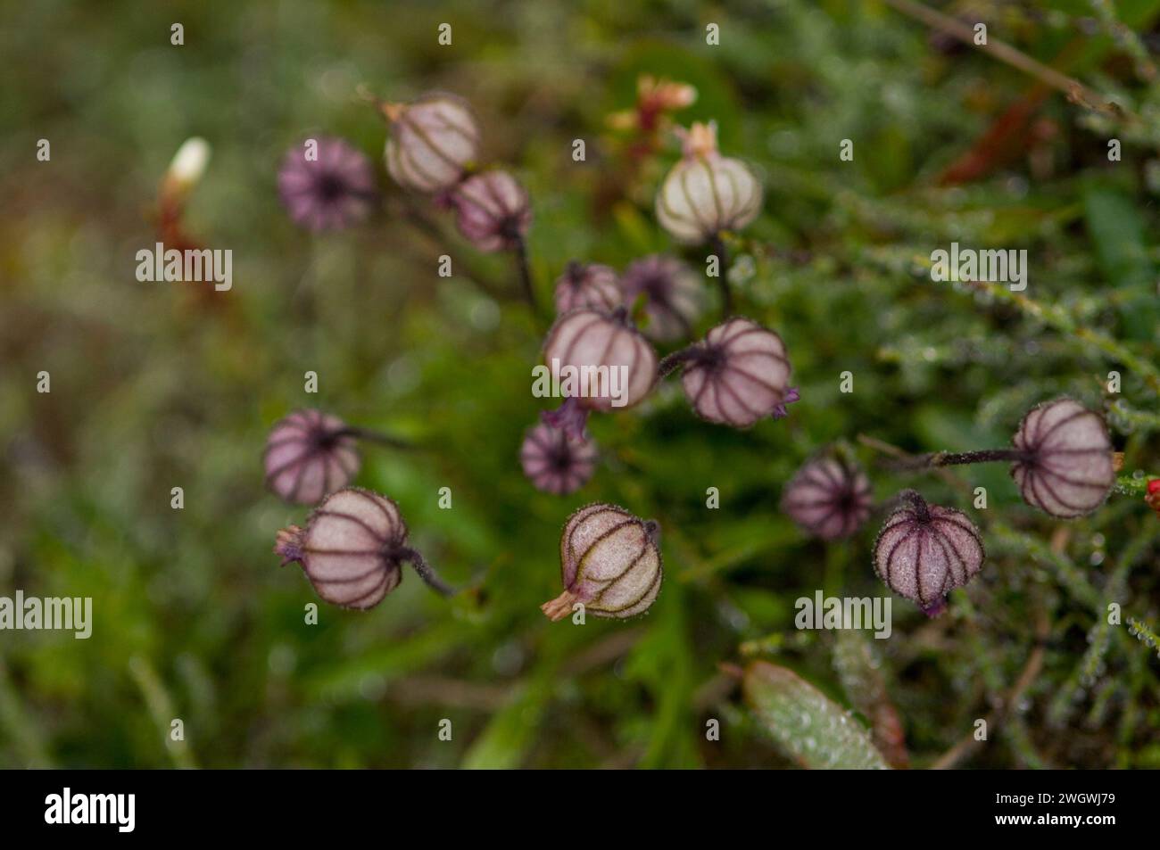 Bladder Campion silene latifolia flowering flora in the arctic tundra ...