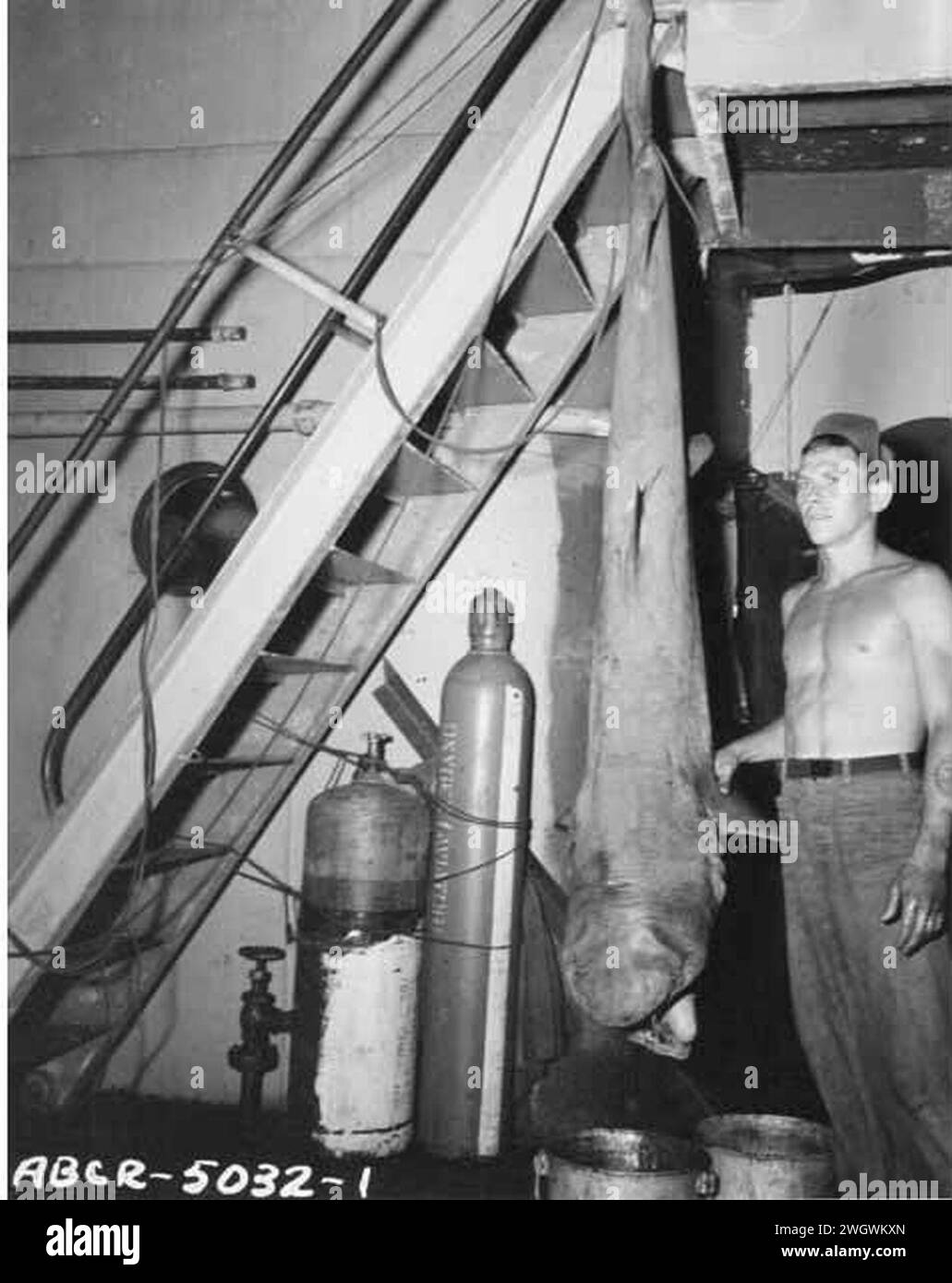 Arlis McCartner with seven foot shark caught from aboard the USS ...