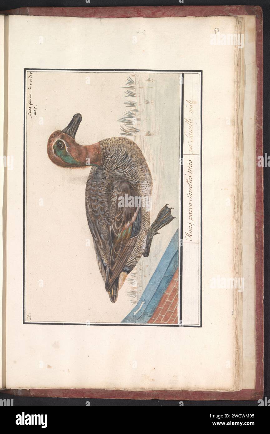 Eurasian Teal (Anas Crecca), Anselm Bootius of Boodt, 1596 - 1610 ...