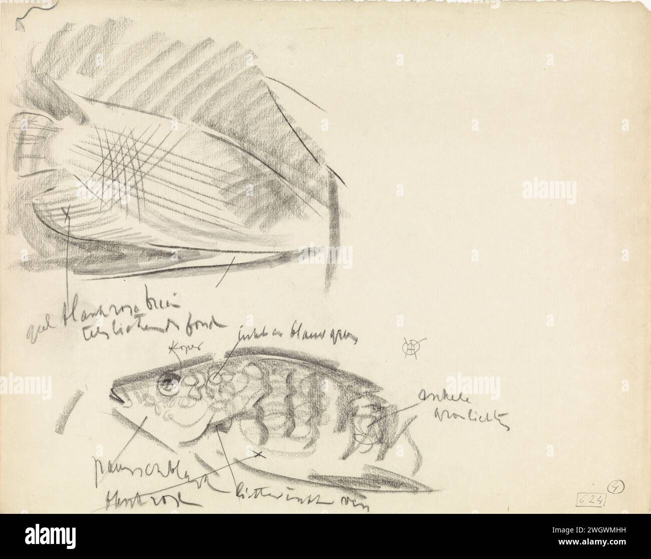 Two fish including a Gurami, with color notes, Gerrit Willem Dijsselhof ...