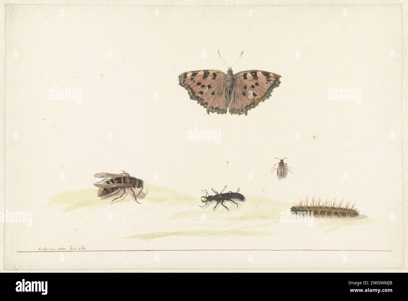 Paper wasp caterpillar hi-res stock photography and images - Alamy