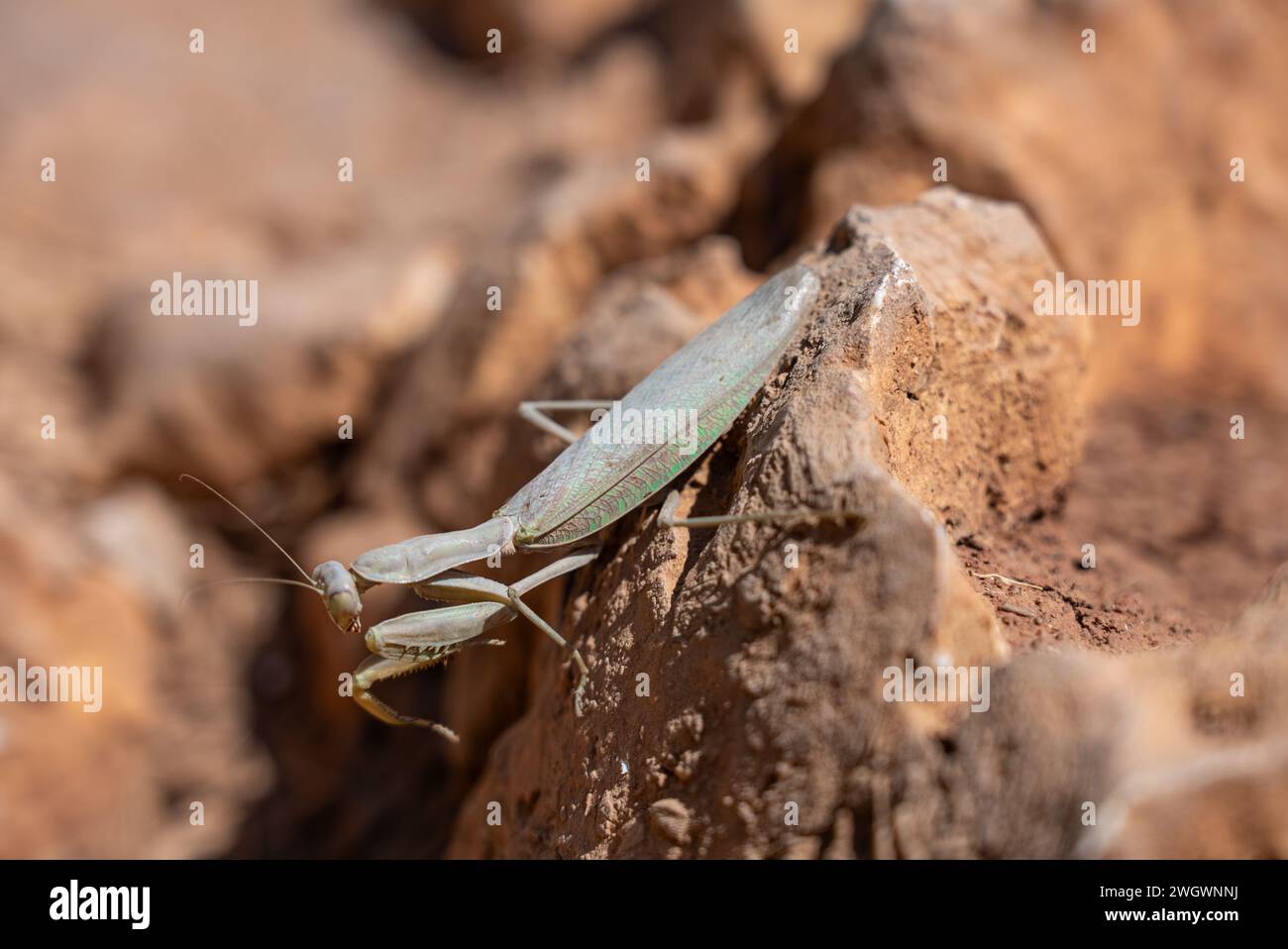 Mantis sitting on stone rock. Praying mantis (Mantis religiosa) on the ...