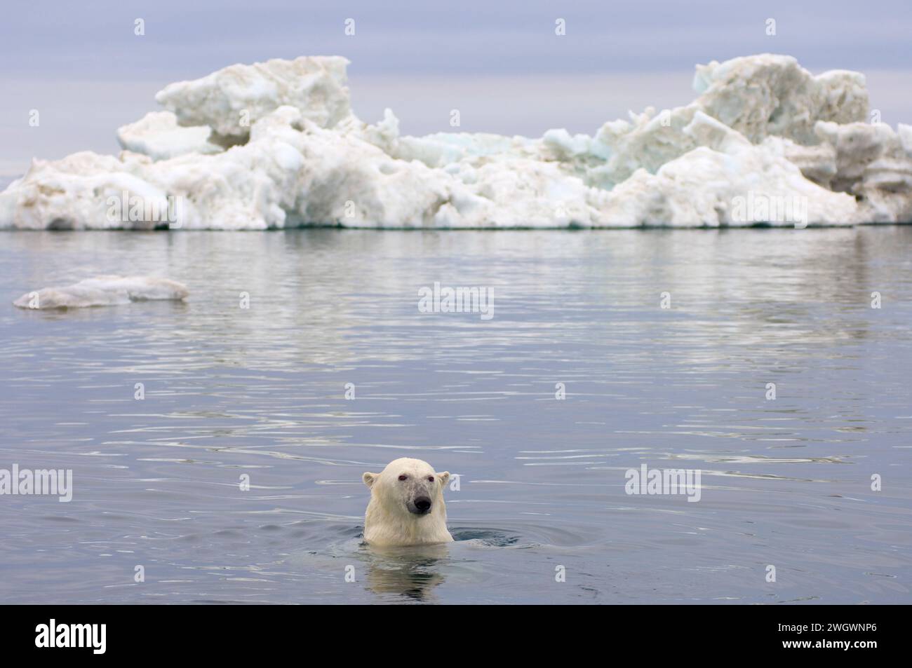 polar bear, Ursus maritimus, swimming near an iceberg floating in the ...