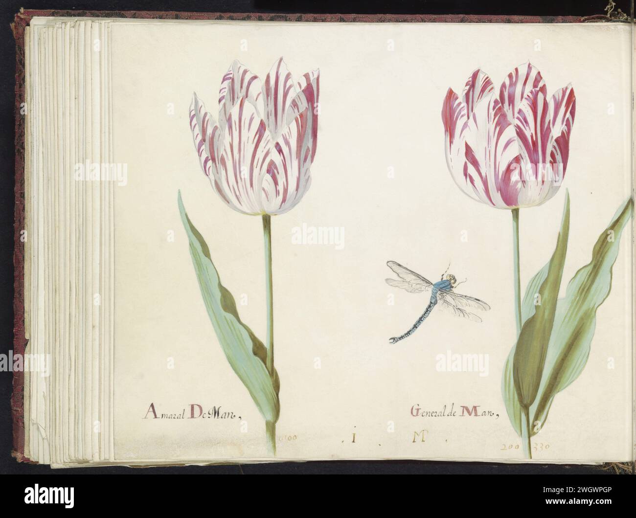 Dragon tulip hi-res stock photography and images - Alamy