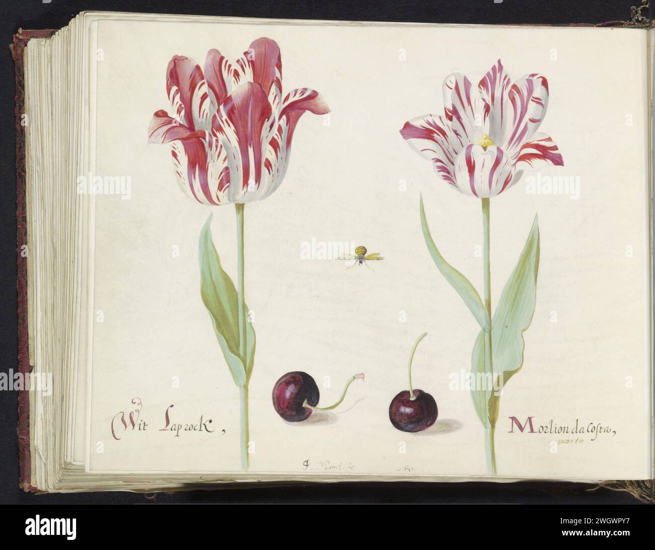 Two tulips with two cherries and Bij, Jacob Marrel, 1637 drawing The ...