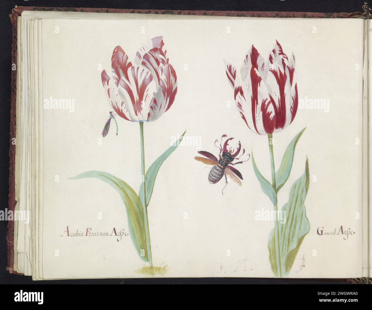 Two tulips with flying deer, Jacob Marrel, 1637 drawing The drawing is ...