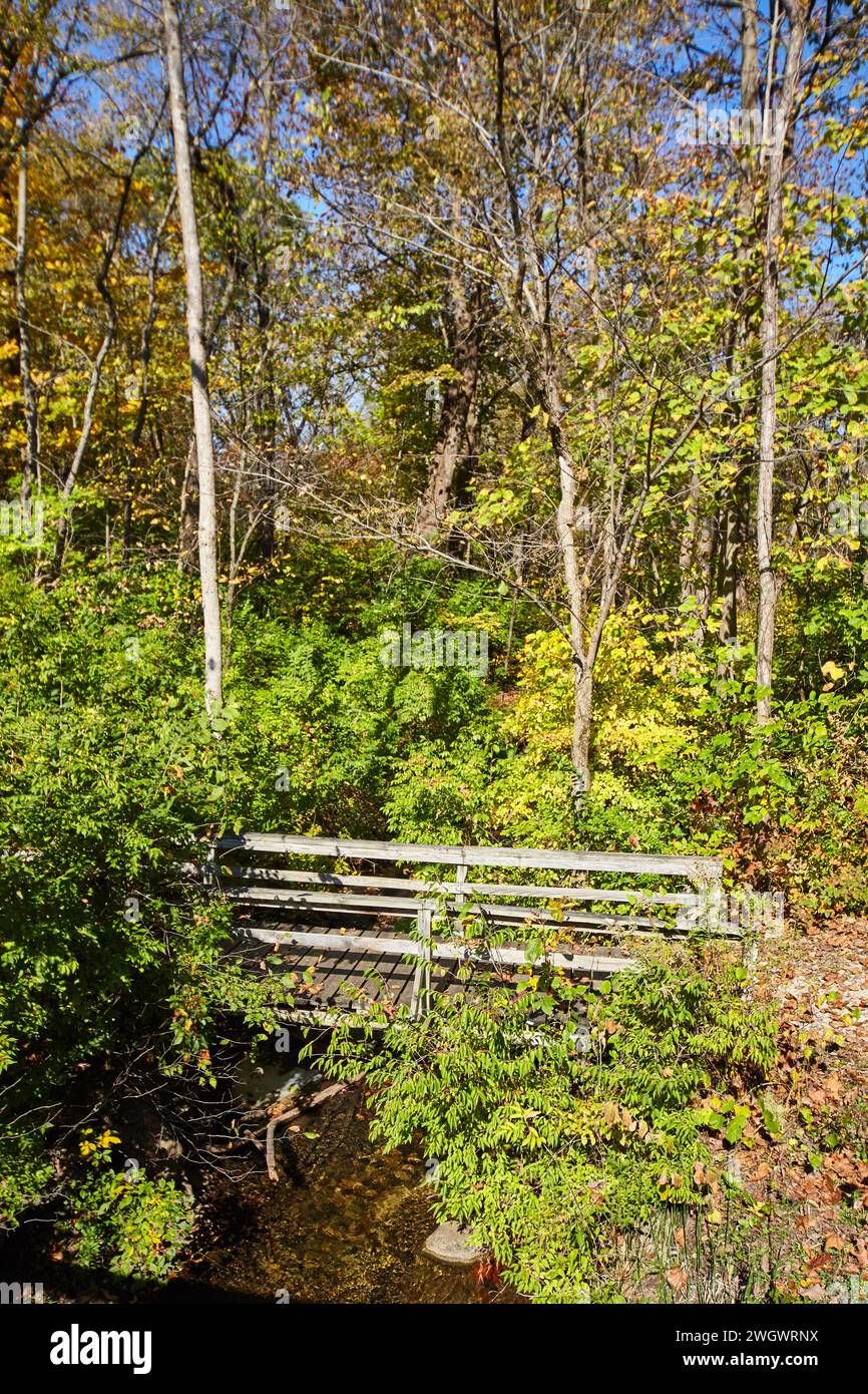 Wooden Bridge Over Stream in Lush Forest, Eye-Level View Stock Photo ...