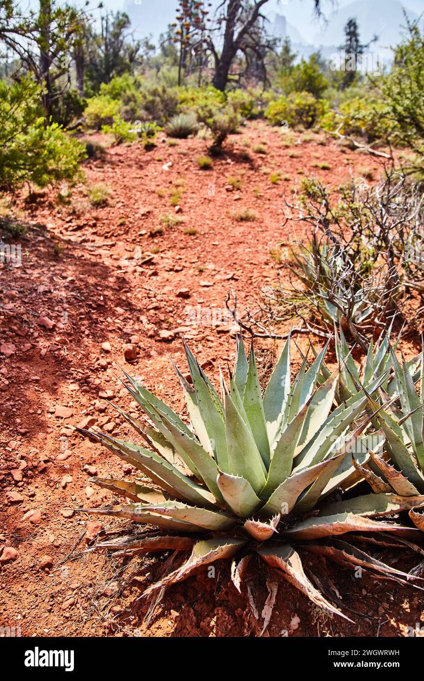 Agave Plant Dominating Rugged Desert Landscape, Sedona Ground View ...