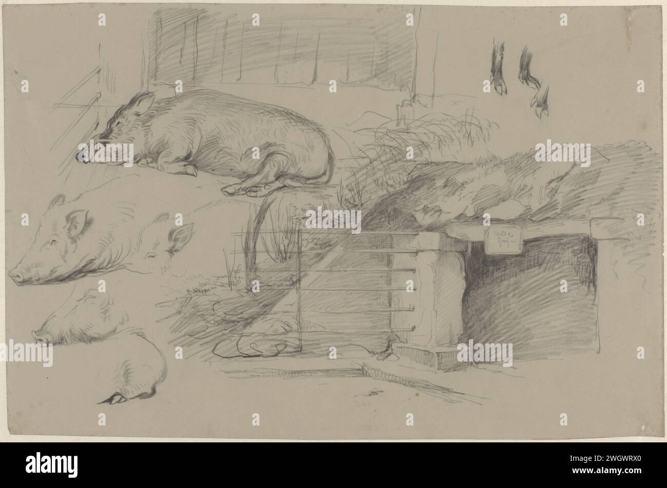Sketch magazine with studies of pigs in the Wild Zwijnspark in Artis ...