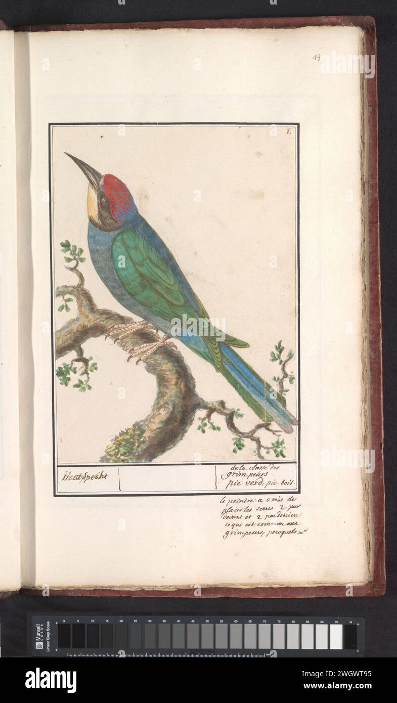Bee eater (Merops Apiaster), Anselmus Boëtius de Boodt, 1596 - 1610 ...