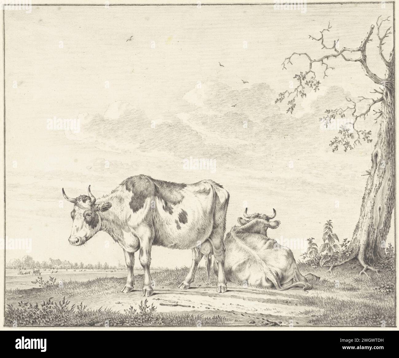 Two cows, Pieter Janson, 1775 - 1851 drawing paper. chalk cow Stock ...