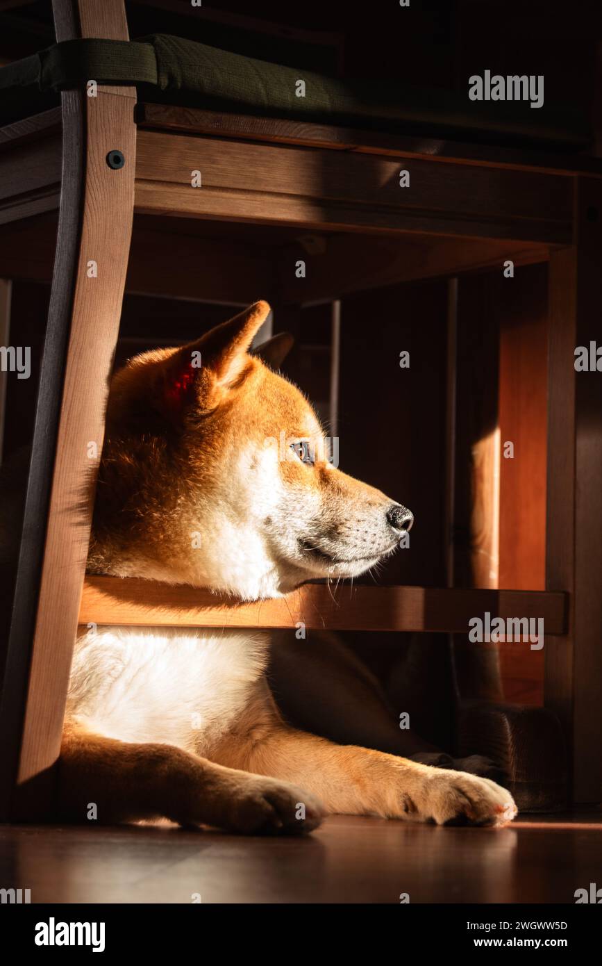 Red Shiba inu dog is lying under the chair indoors illuminated with sun ...